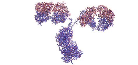antibody 3d