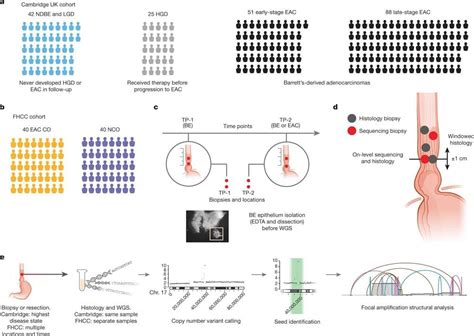Extrachromosomal Dna Detection In Barretts Esophagus Linked To Cancer