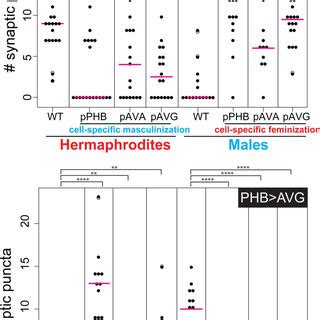 Synaptic Pruning During Development Download Scientific Diagram