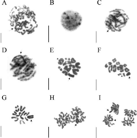 Behaviour Of Sex Chromosome During Spermatogonial Mitosis And Meiosis