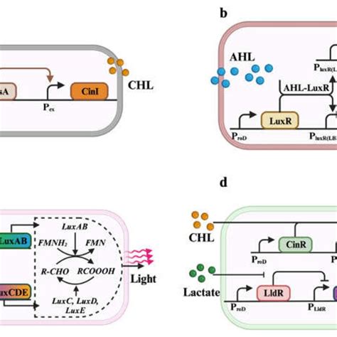 Basic Genetic Circuits A Direct Regulation And B Stability Output