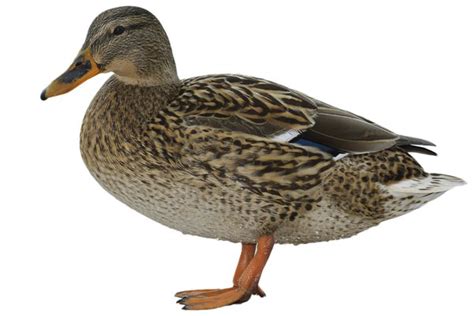 Duck In Spanish English To Spanish Translation
