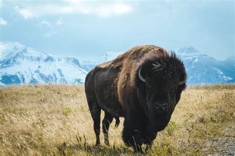 A Guide To Wildlife In Canada Current National Wildlife Areas Nnkhc