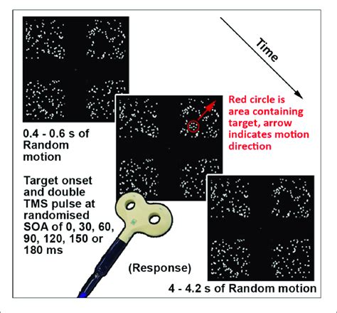 Schematic Of A Single Trial Of The Tms Version Of Motion Driven
