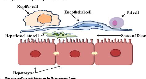 Figure 2 From Pointing At Ito Cell From Structure To Function ⃛ Or
