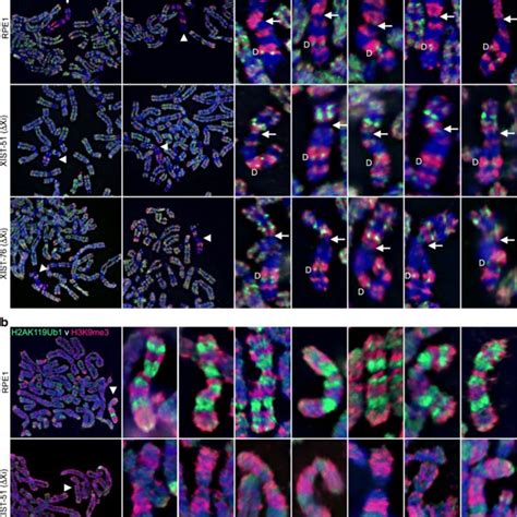 Covalent Histone Modifications At The Metaphase Xi A Indirect Download Scientific Diagram