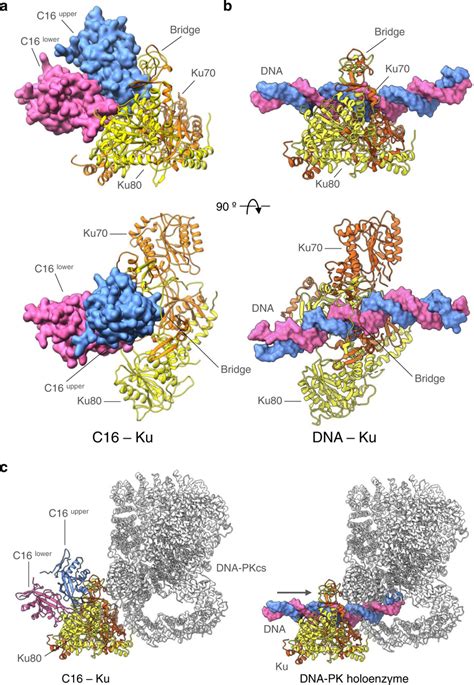 C16 Sterically Blocks Dna Binding A Structure Of The C16 Cku Complex