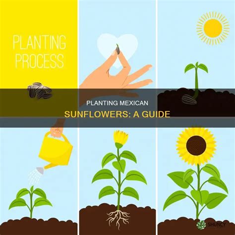 How To Plant Mexican Sunflower Seeds For A Vibrant Garden Shuncy
