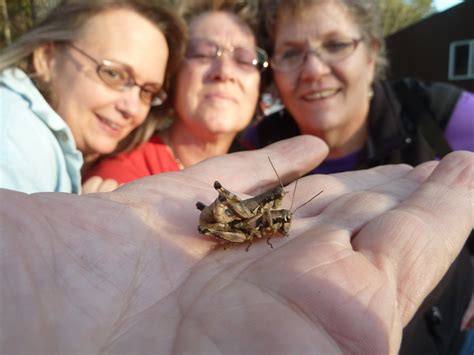 Springfield Plateau Grasshopper Mating