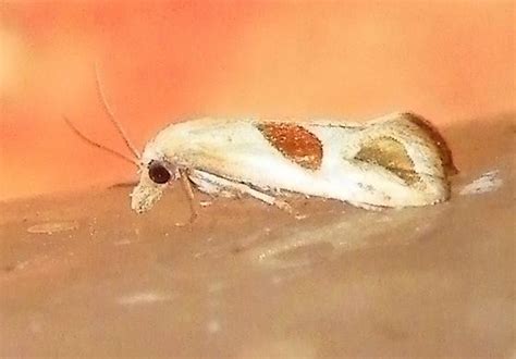 Micro Moth Eugnosta Bugguidenet