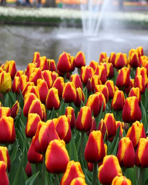 Tulip 'Dow Jones' bulbs — Buy online at Farmer Gracy UK