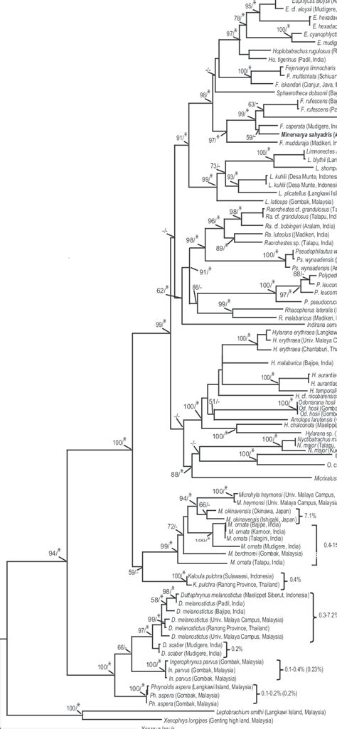 Maximum Likelihood Ml Tree Based On Nucleotide Sequences Of The