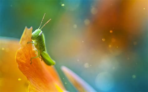 Grasshopper Hd Wallpaper