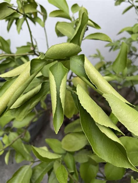 Any Help To Diagnose My Leaf Curl Cause Rcitrus