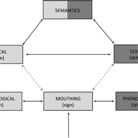 Schematic Representation Of Language Co Activation For Bimodal Download Scientific Diagram