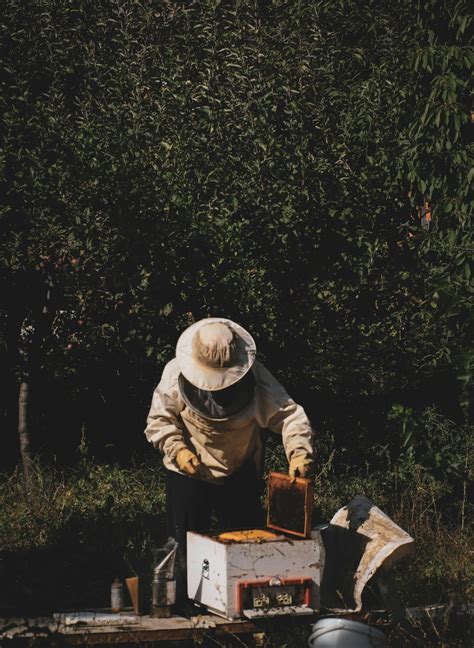 검사 곤충 과수원 꿀 나무 농업 농업 작업 농촌의 밀랍 벌 벌집 보호 복 생산성 생태 선구자 손 작업 수분 수확하는 숲 실외 활동 야생