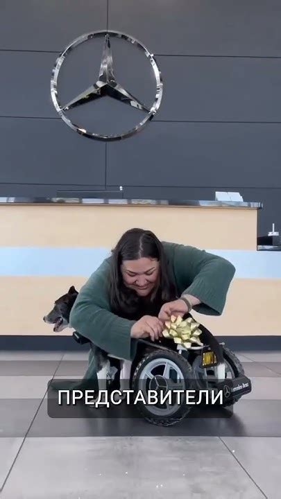 До слез 😭 Помогли собаке инвалиду Youtube