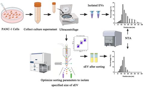 Optimization Of Flow Cytometric Sorting Parameters For High Throughput Isolation And