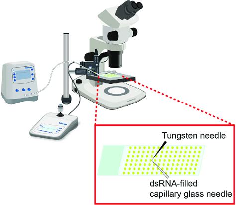 Schematic Of Silkworm Fertilized Egg Microinjection Download