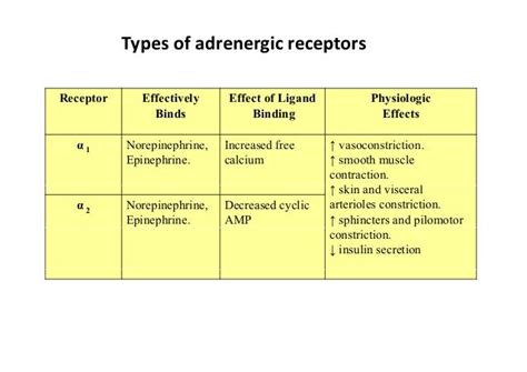 The Adrenal Gland Catecholamine Synthesis
