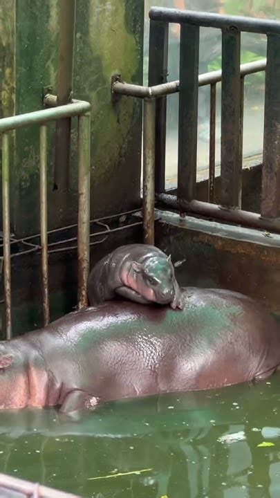 Cute ️ Moodeng Clips Youtube