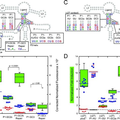 Removal Of The Pre Aptamer Sequence Helps Clarify Trends Of P1