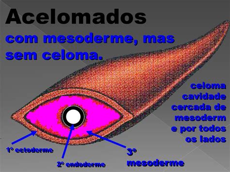 Filo Platelmintes Ppt Carregar