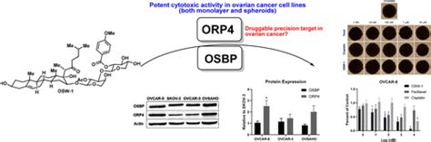 Small Molecule Targeting Of Oxysterol Binding Protein Osbp Related Protein 4 And Osbp Inhibits