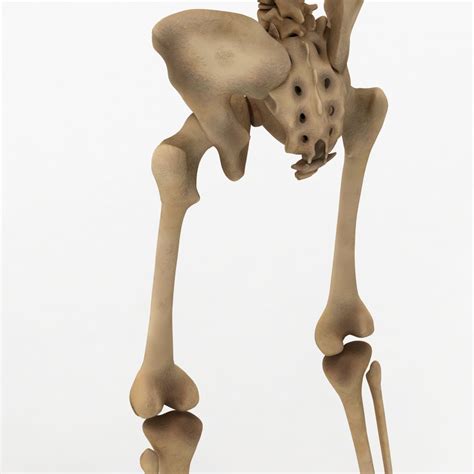 골격 및 결합 조직 3d 모델 39 Max Obj Dxf Blend Dae Fbx Lwo Xsi Lxo 3ds C4d Ma Free3d