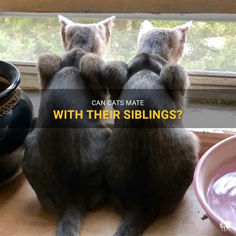 Can Cats Mate With Their Siblings Petshun