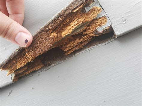 What Is A Springtail Rove Pest Control