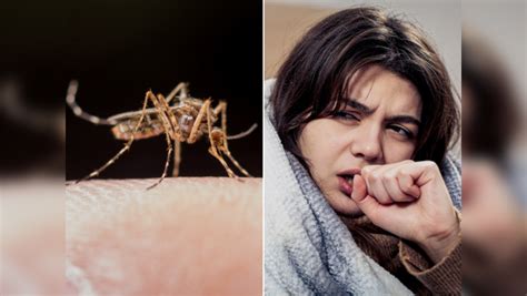 What Is This New Dengue Strain Everyones Talking About Heres All You