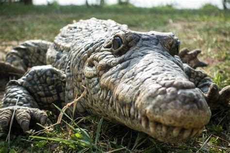 Tech Xplore On Linkedin Harsh Field Tests Shape Robotic Design In Unexpected Ways