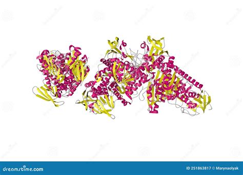 X Ray Structure Of Human Thioredoxin Reductase 1 Ribbons Diagram In Secondary Structure