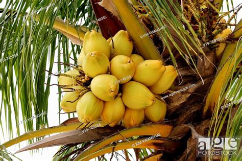 Coconuts Palm Tree Maldives Stock Photo Picture And Rights Managed Image Pic V19 748355