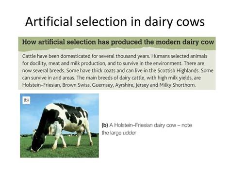 Ppt Natural And Artificial Selection Powerpoint Presentation Free Download Id 10926