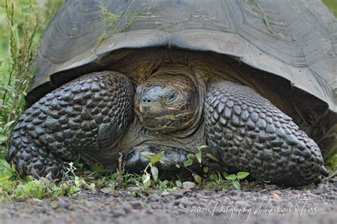 Galapagos Tortoise Hiding In Shell Shetzers Photography