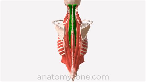 Semispinalis Origin Insertion Action 3d Model Anatomyzone