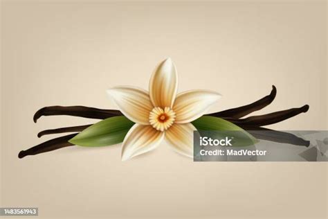 벡터 3d 현실적인 달콤한 향기로운 신선한 바닐라 꽃과 말린 씨앗 꼬투리와 잎이 닫힌 근접 촬영을 설정합니다 독특한 향료 요리 개념 앞 View 가지 식물 부위에 대한 스톡