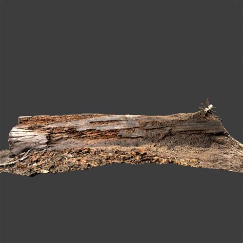 Ant Nest Log D Model By Realityscanning