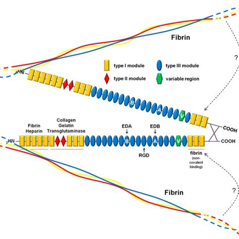 Plasma Fibronectin Maintains The Fine Balance Of Thrombosis And