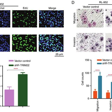 Schematic Diagram Of The Model Proposed To Elucidate The Regulatory Download Scientific Diagram