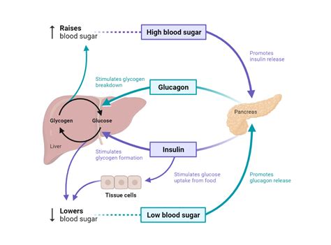 Glycogen Liver