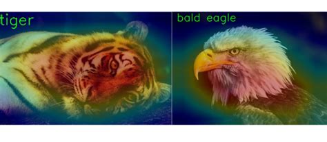 PyTorch Class Activation Map Using Custom Trained Model