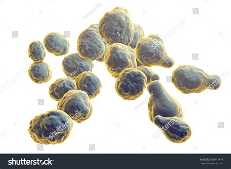 Pathogenic Yeast Fungus Cryptococcus Neoformans Which Stock