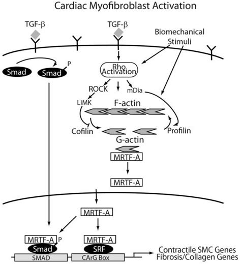 Mrtf A Mending A Broken Heart Pmc