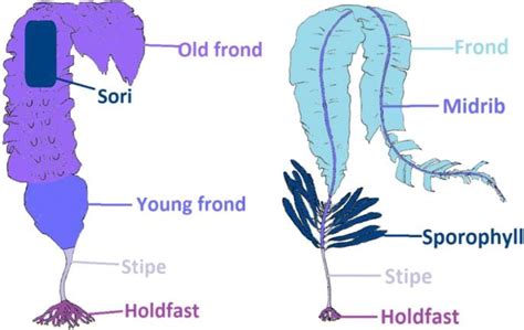 Kelp Curriculum Maine Aquaculture