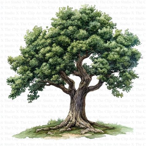 Oak Trees Clipart 10 High Quality S Digital Download Botanical
