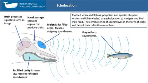 Sea Watch Foundation The Secret Language Of Cetaceans