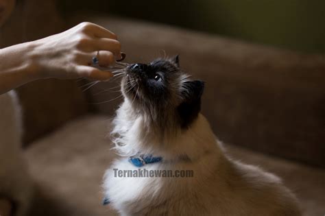 Kucing Himalaya Sejarah Ciri Ciri Cara Merawat Makanan Hingga Harganya TERNAKHEWAN COM